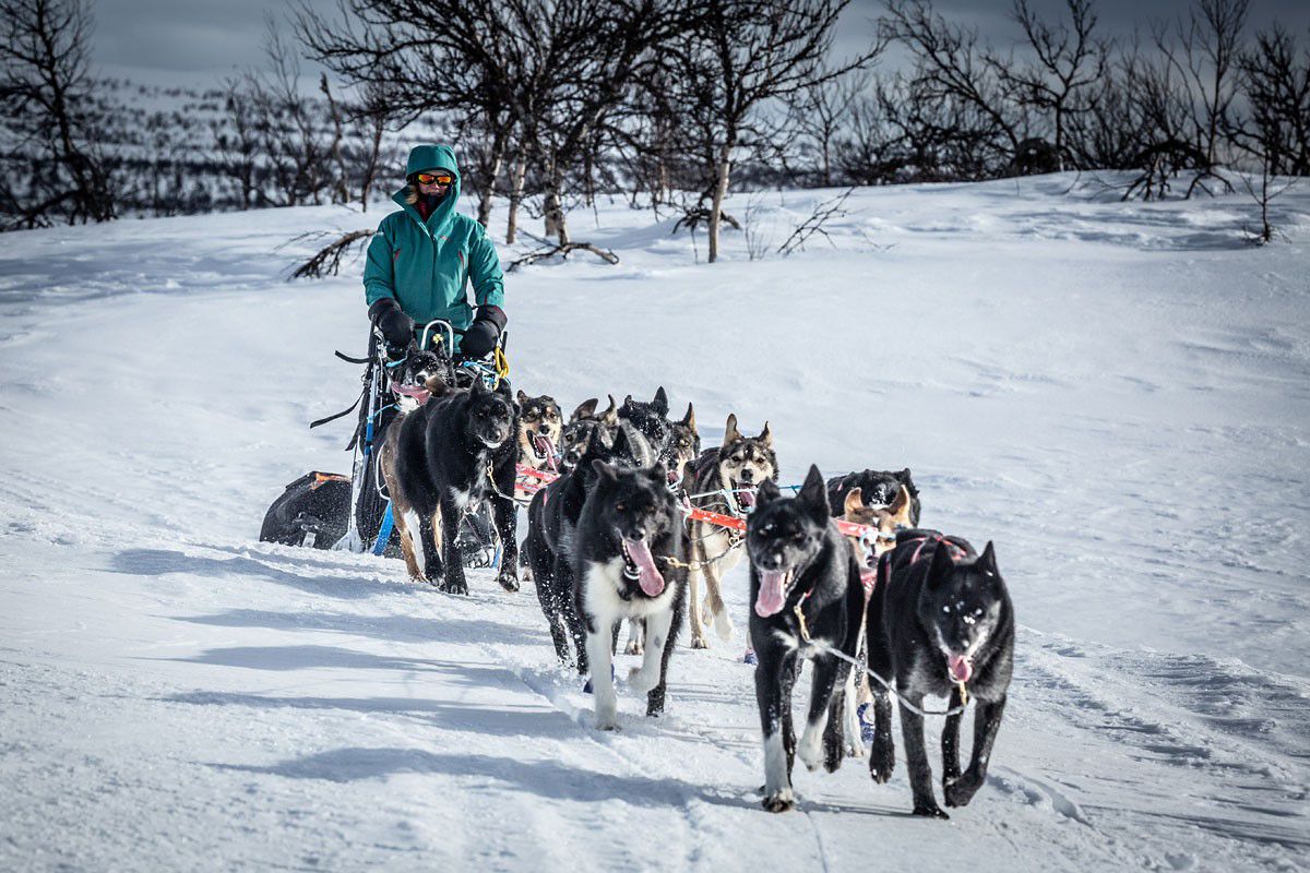 Malin Strid & Lars Hoffmann Cold-Nose-Huskies - Appetitt